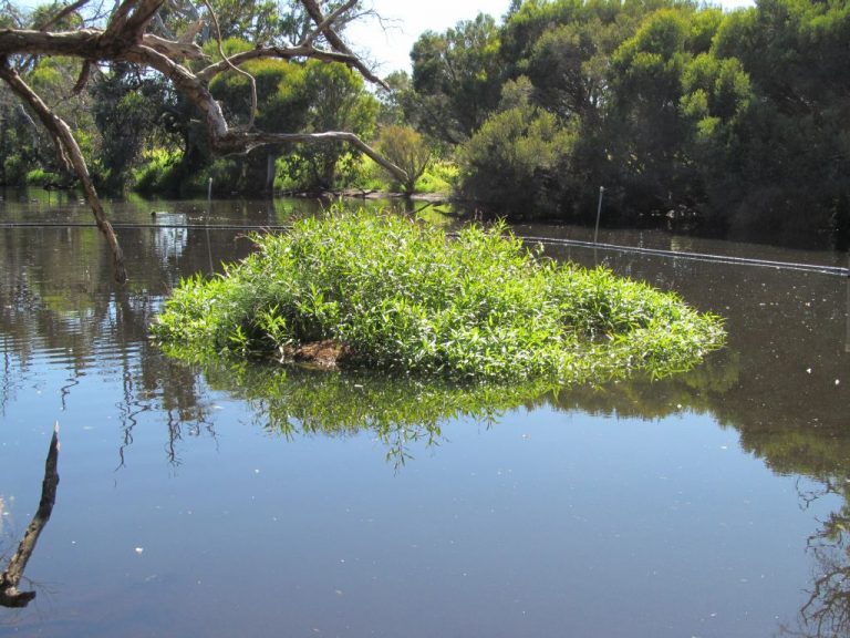 Aussie Bass - Love My Pond