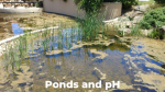 Ponds and pH - Why ph is important for your water quality - Love My Pond