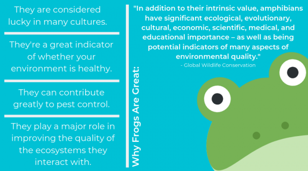 Save The Frogs Day 2019 - Declining frogs and how to help - Love My Pond