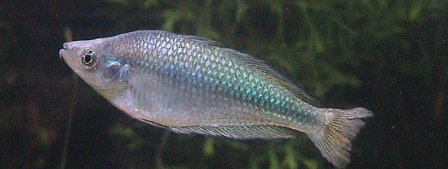 Best Australian Native Fish for Small Ponds