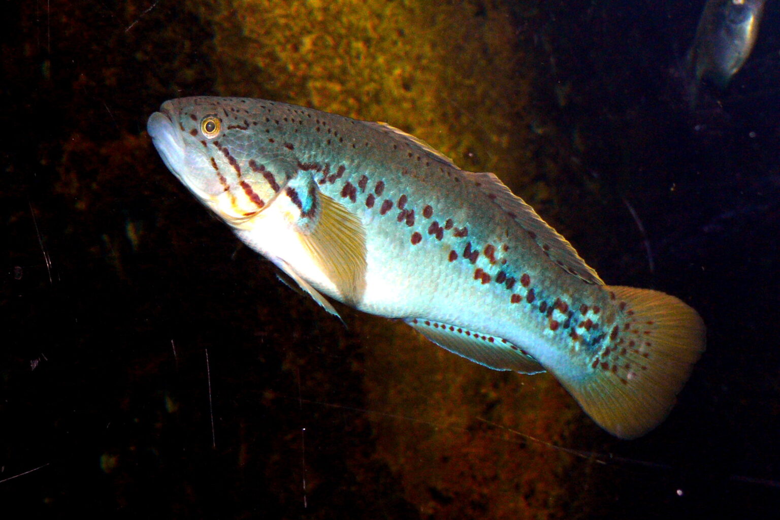 Best Australian Native Fish for Small Ponds
